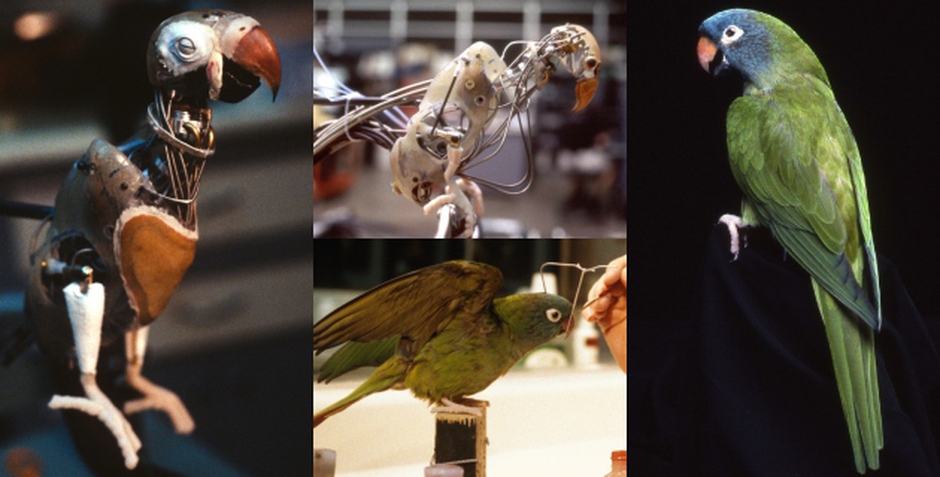 Creating an Animatronic Parrot for John Roberts’ Paulie (1998) | Stan ...