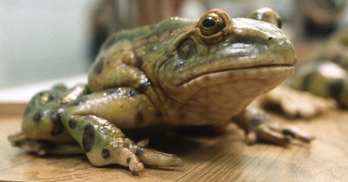 Creating the Budweiser Frogs: Behind the Scenes at Stan Winston Studio ...
